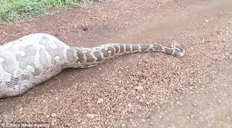 Wow! See How a 20ft Greedy Python Swallowed an Antelope and Choked to Death (Photos)